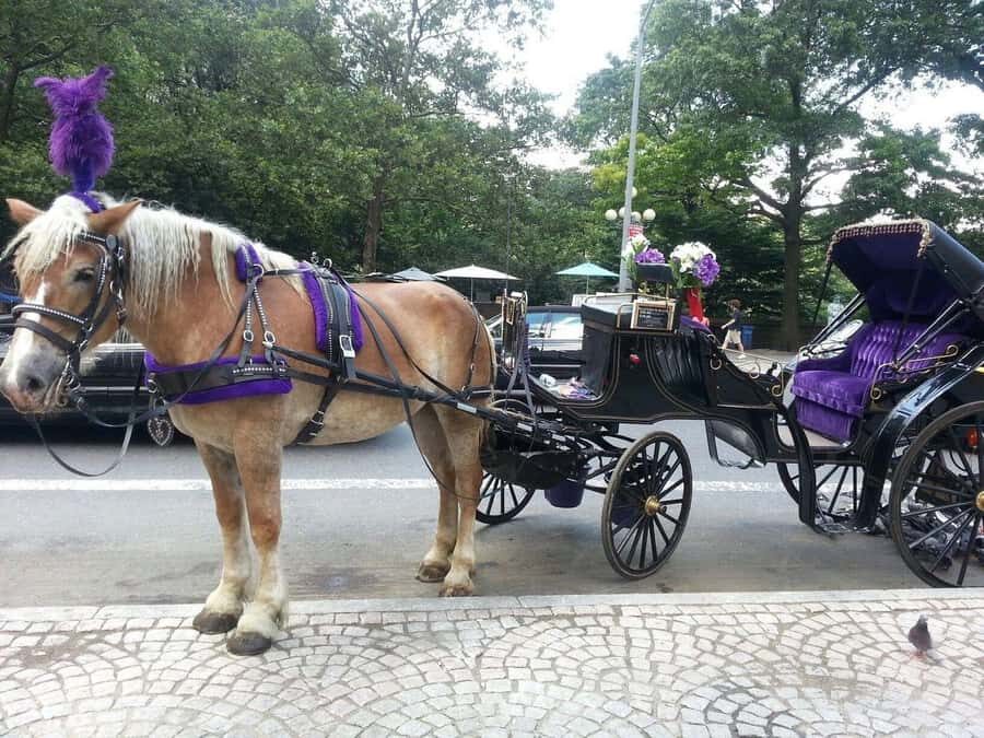 NYC: Long Central Park Horse Carriage Ride with Photo Stop - Why This Tour Offers Good Value