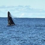 Oahu Boat Tour Ko Olina Experience - Authentic Experiences and Practical Considerations