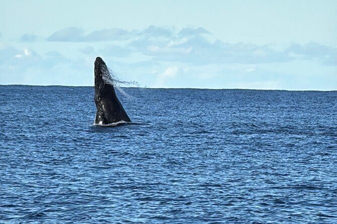 Oahu Boat Tour Ko Olina Experience - Authentic Experiences and Practical Considerations