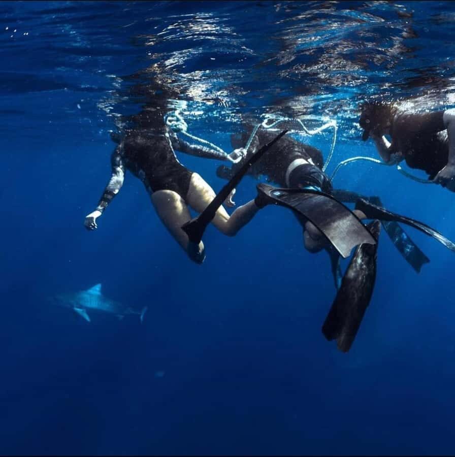 Oahu: Cageless Shark Dive Adventure - What Makes This Shark Adventure Special?