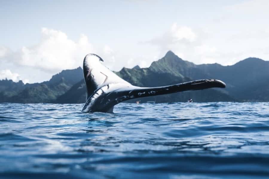 Oahu: Private Whale-Watching Tour - 6 passengers max - The Itinerary: What to Expect