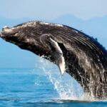 Oahu: Small-Group Whale Watching Sail with Local Crew - Who Would Enjoy This Tour?
