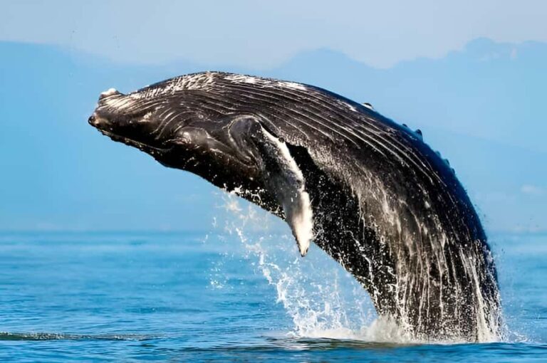 Oahu: Small-Group Whale Watching Sail with Local Crew - Who Would Enjoy This Tour?