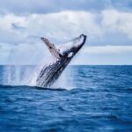 O'ahu West Coast Whale Watching and Turtle Snorkeling - The Tour Itinerary in Detail