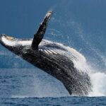 Oahu Whale Watching Catamaran Sail Experience - Visualizing the Experience