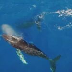 Oahu: Whale Watching Catamaran Tour near Waikiki - Who Will Love This Tour?