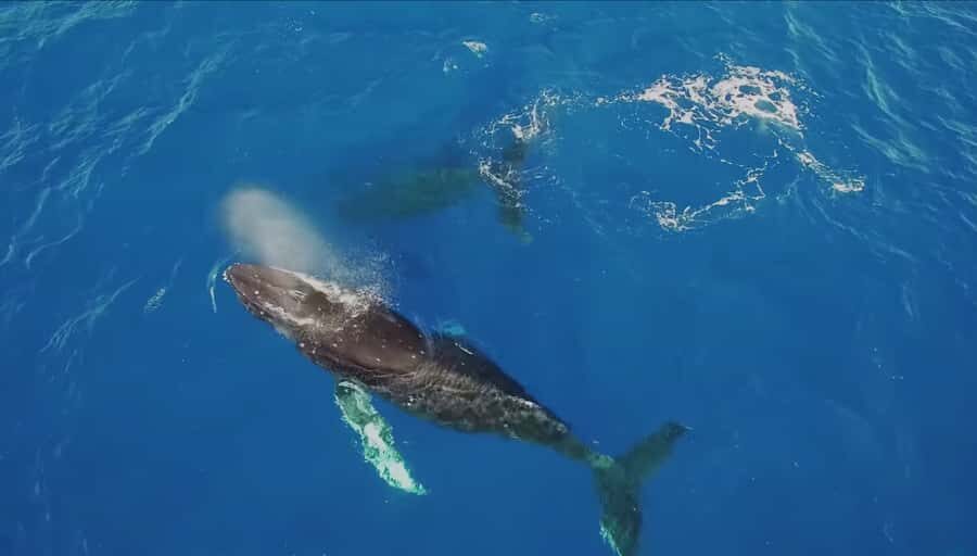 Oahu: Whale Watching Catamaran Tour near Waikiki - Who Will Love This Tour?