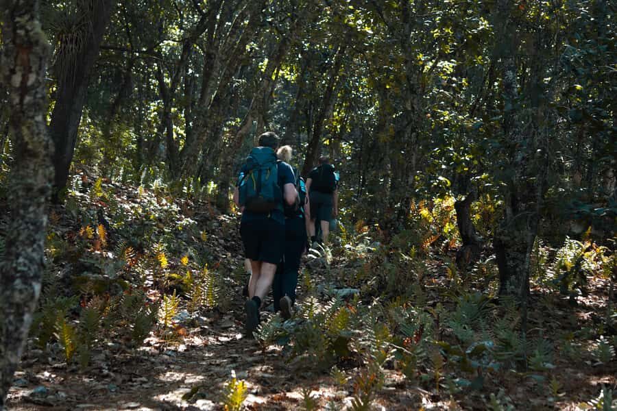 Oaxaca: Hiking Tour In the Sierra Norte With Lunch - A Full Breakdown of the Experience