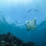 Ocean Safari: Orcas, Whales & Baja's Ocean Giants Adventure - Summary