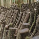 Oita: Shiitake Mushroom Farm Tour & Tasting - The Itinerary Breakdown