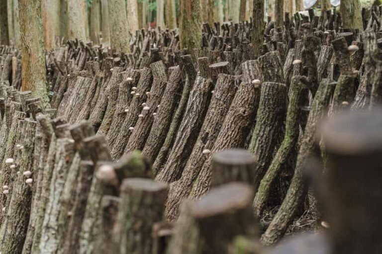 Oita: Shiitake Mushroom Farm Tour & Tasting - The Itinerary Breakdown