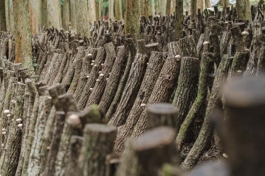 Oita: Shiitake Mushroom Farm Tour & Tasting - The Itinerary Breakdown