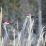 Okefenokee Swamp: Guided Boat Tour with a Local Naturalist - Who Will Love This Tour?