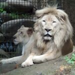 Okinawa City: Zoo and Museum Guided Tour with Transfer - Who Will Love This Tour?