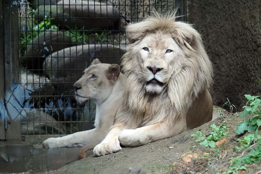 Okinawa City: Zoo and Museum Guided Tour with Transfer - Who Will Love This Tour?