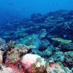 Okinawa Ishigaki Phantom Island and Blue Cave Snorkeling - Authentic Experiences and Real Feedback