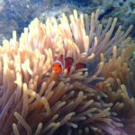 Okinawa MarinSportsSeaWalk in Onna village (free benefits) - Practical Details & Logistics