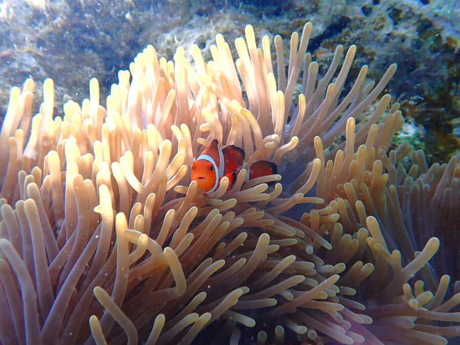 Okinawa MarinSportsSeaWalk in Onna village (free benefits) - Practical Details & Logistics