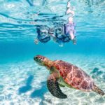 Okinawa Miyakojima: Snorkel Tour with Sea Turtle & Nemo - Final Thoughts: Is It Worth It?