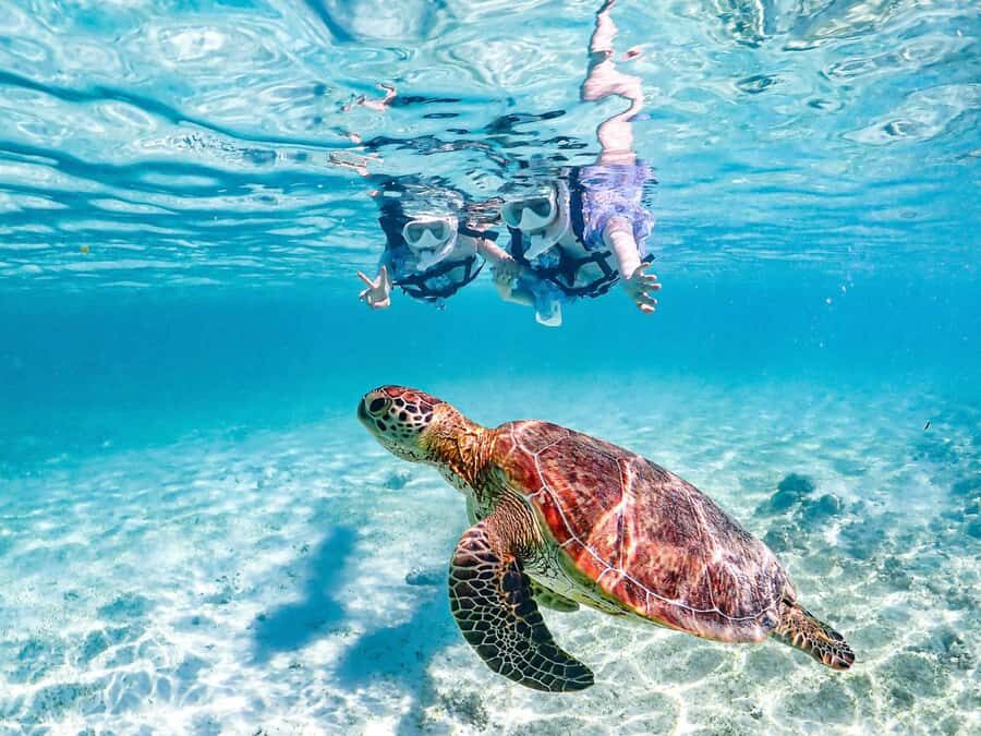 Okinawa Miyakojima: Snorkel Tour with Sea Turtle & Nemo - Final Thoughts: Is It Worth It?