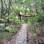 Okinawa: Sacred Sefa Utaki Walk into Ryukyus Spiritual - Practical Details & Tips