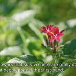 Okinawa: Sesoko Island Longevity Hot Pot Experience - Who Will Love This Tour?