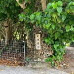 Okinawa Snorkeling Tour Experience - Who Should Consider This Experience