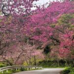 Okinawa: Yaedake Cherry Blossom Festival Private Trip - Transportation & Group Size