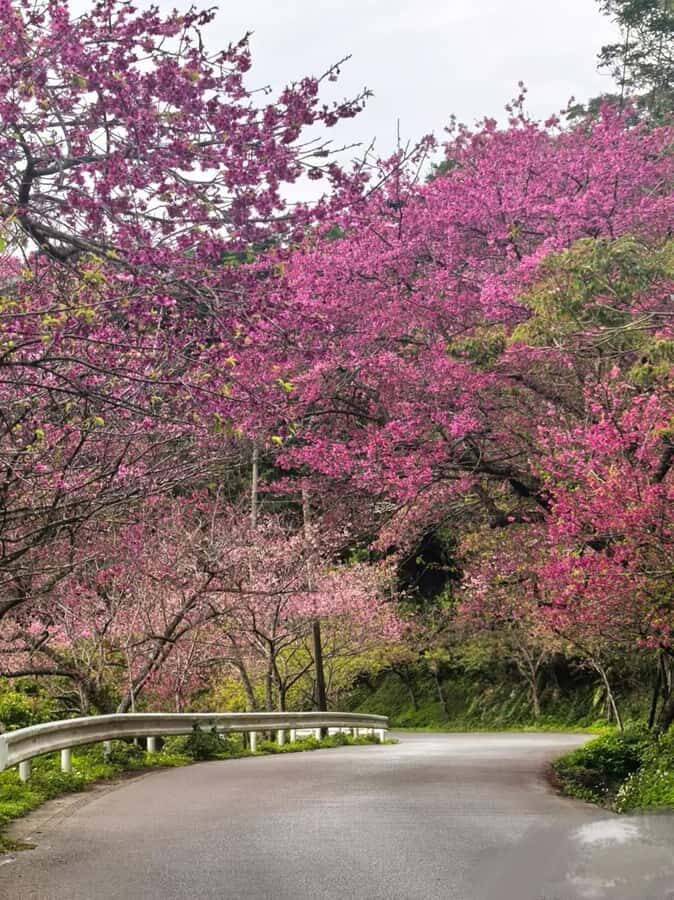 Okinawa: Yaedake Cherry Blossom Festival Private Trip - Transportation & Group Size