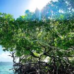 One-day boat trip to the lagoon of Guadeloupe - A Deep Dive into the Guadeloupe Lagoon Tour