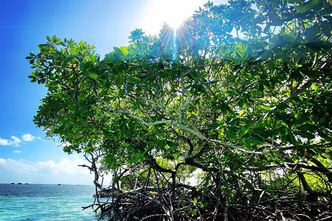 One-day boat trip to the lagoon of Guadeloupe - A Deep Dive into the Guadeloupe Lagoon Tour
