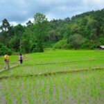 One day hiking tour in Chaing Mai - Authentic Encounters and Cultural Insights