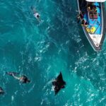 One Day Trip Nusa Penida Island and Snorkeling - Who Is This Tour Best For?