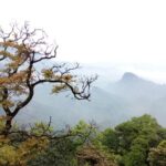 One Day Trip to Panda Base and Taoist Mt Qingcheng - Value and Practical Considerations