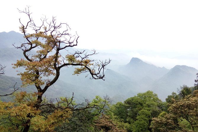 One Day Trip to Panda Base and Taoist Mt Qingcheng - Value and Practical Considerations