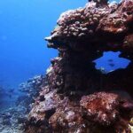 One Tank Boat Dive - Sea Turtles & Tropical Reef - The Practicalities: What’s Included and What to Know