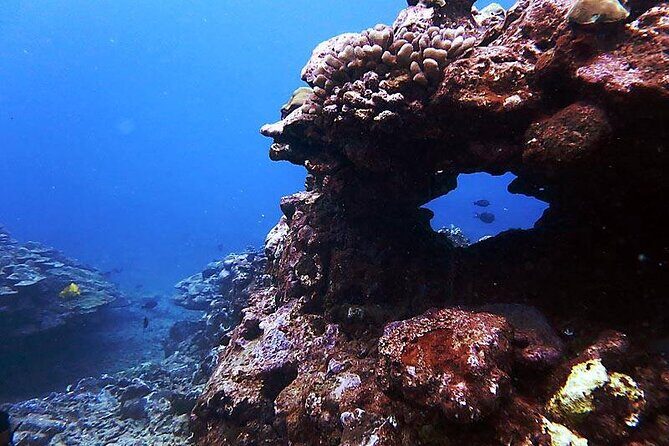 One Tank Boat Dive - Sea Turtles & Tropical Reef - The Practicalities: What’s Included and What to Know