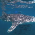 Open Ocean Safari: looking for orcas, dolphins & more - An In-Depth Look at the Open Ocean Safari