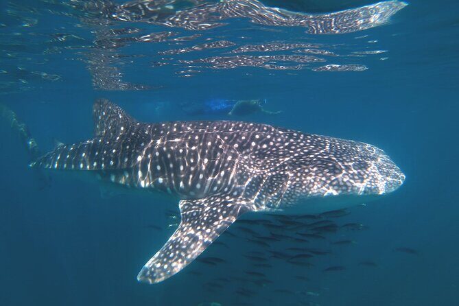 Open Ocean Safari: looking for orcas, dolphins & more - An In-Depth Look at the Open Ocean Safari