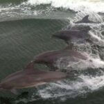 Orange Beach: Dolphin Cruise - Why This Tour Is Worth It