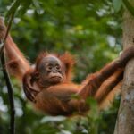 OrangUtan Borneo Pangkalan Bun 3Days Jungle Cruise Adventure - What Makes This Tour Stand Out?