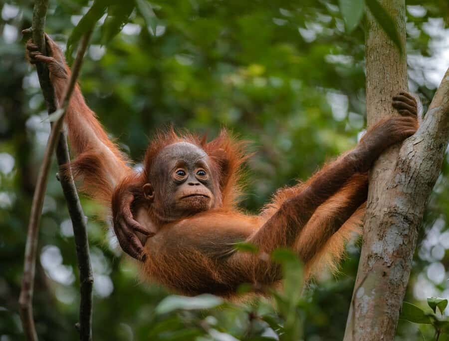 OrangUtan Borneo Pangkalan Bun 3Days Jungle Cruise Adventure - What Makes This Tour Stand Out?