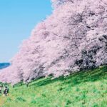 Osaka: Cherry Blossoms Tunnel & Uji day trip in small group - Authentic Experiences and Photo Opportunities