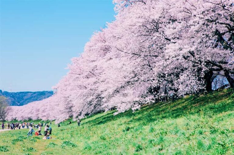 Osaka: Cherry Blossoms Tunnel & Uji day trip in small group - Authentic Experiences and Photo Opportunities
