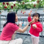 Osaka Izumisano : All You Can Eat Strawberry Picking - What to Expect During the Tour