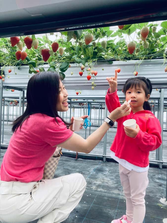 Osaka Izumisano : All You Can Eat Strawberry Picking - What to Expect During the Tour