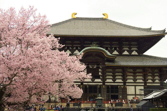 Osaka Kiyomizudera Fushimi Shrine and Nara Deer Sightseeing Trip - The Practical Side: What Travelers Can Expect