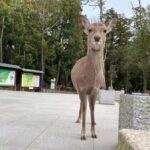 Osaka: Kyoto and Nara Day Trip with Pickup - What We Loved and Considered