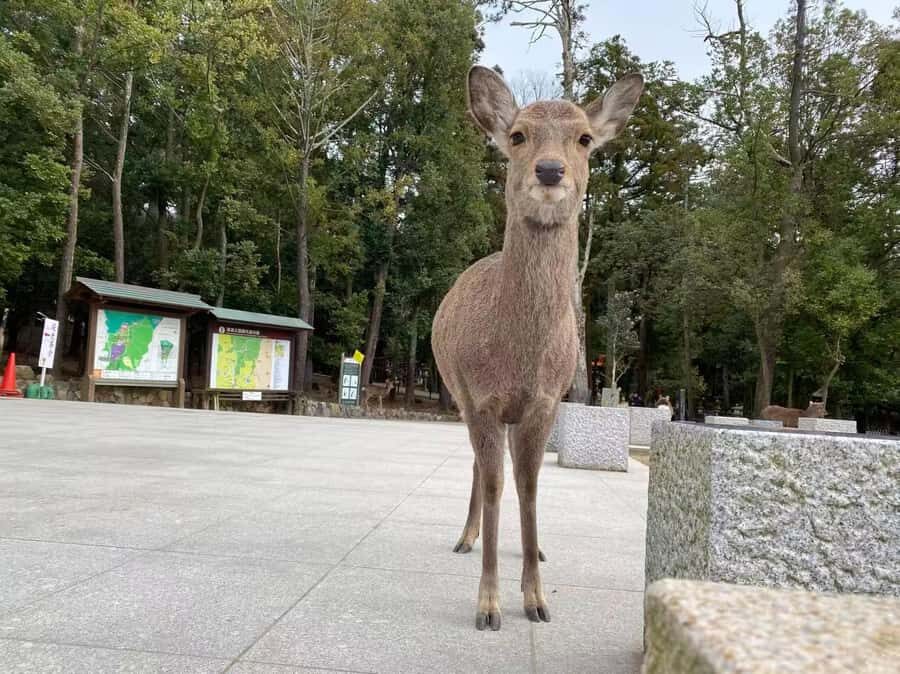 Osaka: Kyoto and Nara Day Trip with Pickup - What We Loved and Considered