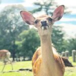 Osaka: Kyoto, Nara, Fushimi Inari, and Arashiyama Tour - Who Would Love This Tour?